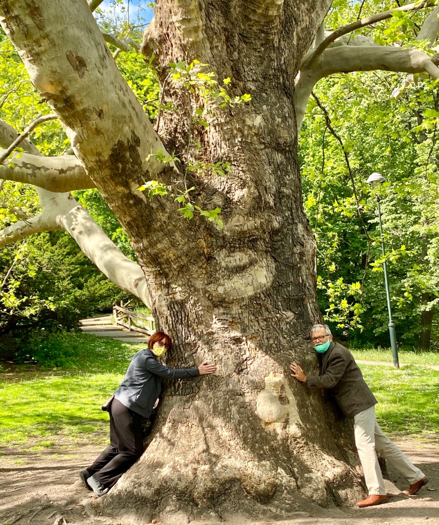 Hugging Trees Around the World – Crazy Parents Travel